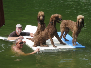 Poodle Party