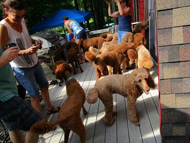 Poodle Party