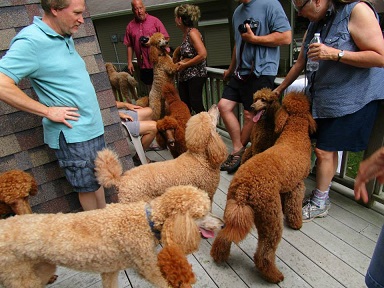 Poodle Party