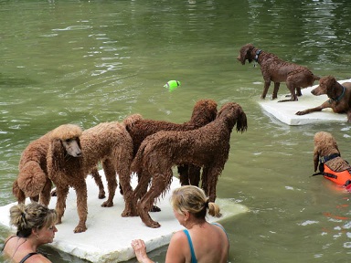 Poodle Party