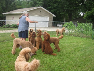 Poodle Party