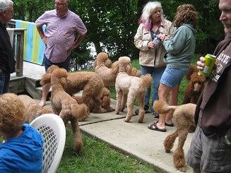 Poodle Party